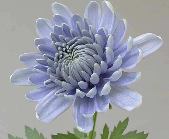 8 Things to Know About Flower Arrangements and Their Meanings - Matthew ...